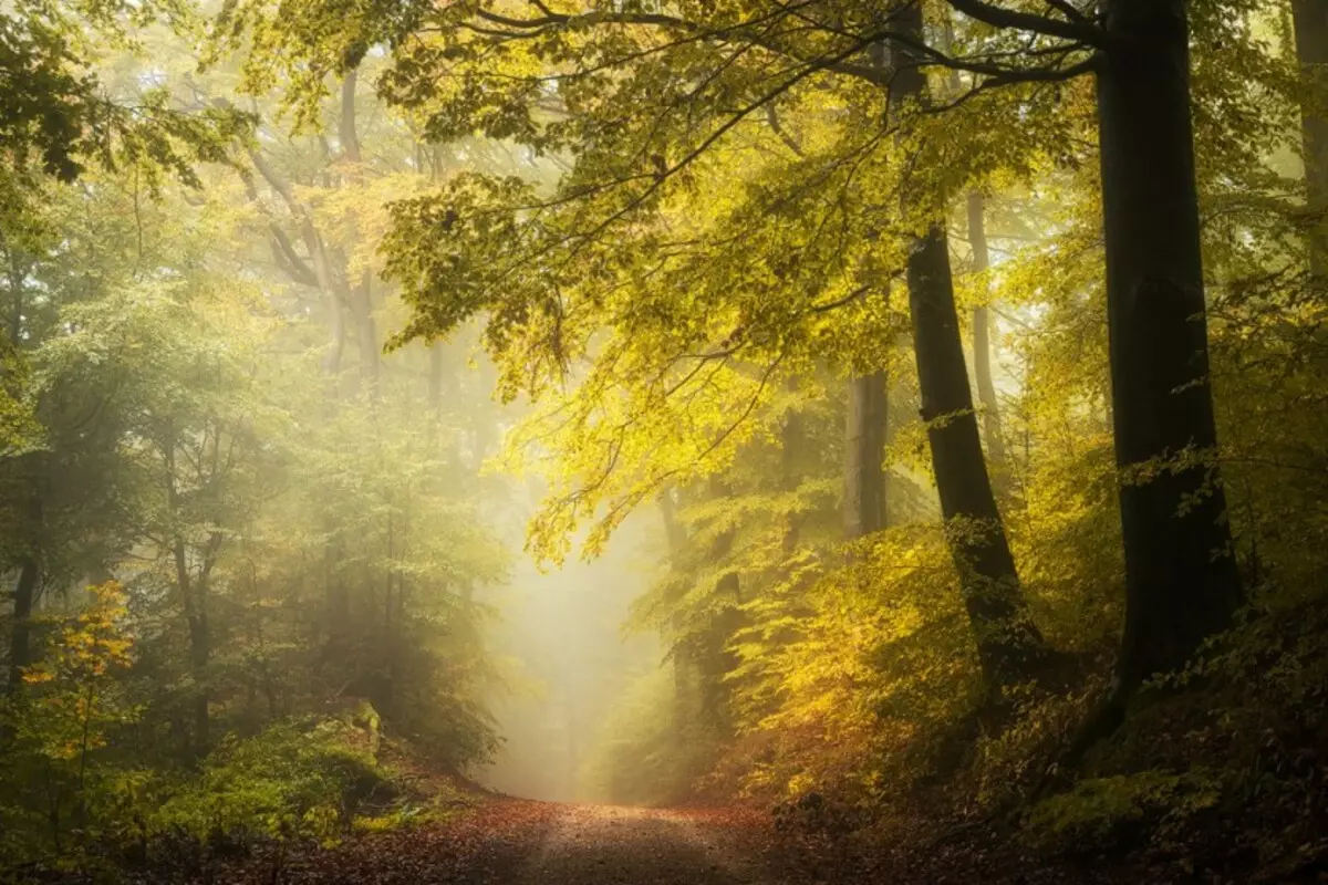 Mysterious and fascinating forest in the photos HEIKO GERLICHER) 9869_25