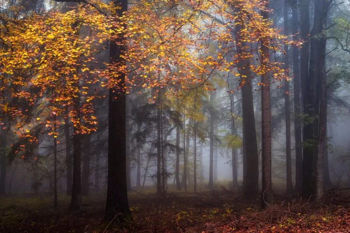 Mysterious and fascinating forest in the photos HEIKO GERLICHER) 9869_26