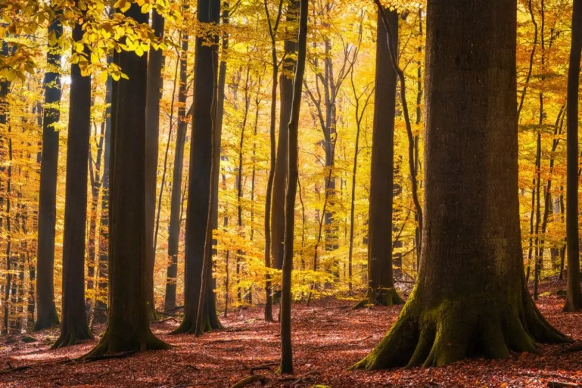 Mysterious and fascinating forest in the photos HEIKO GERLICHER) 9869_27