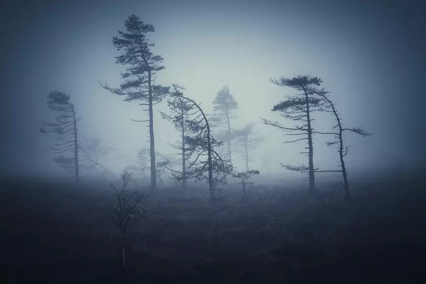 写真の白黒森林の魅力的で魅力的な森 9869_28