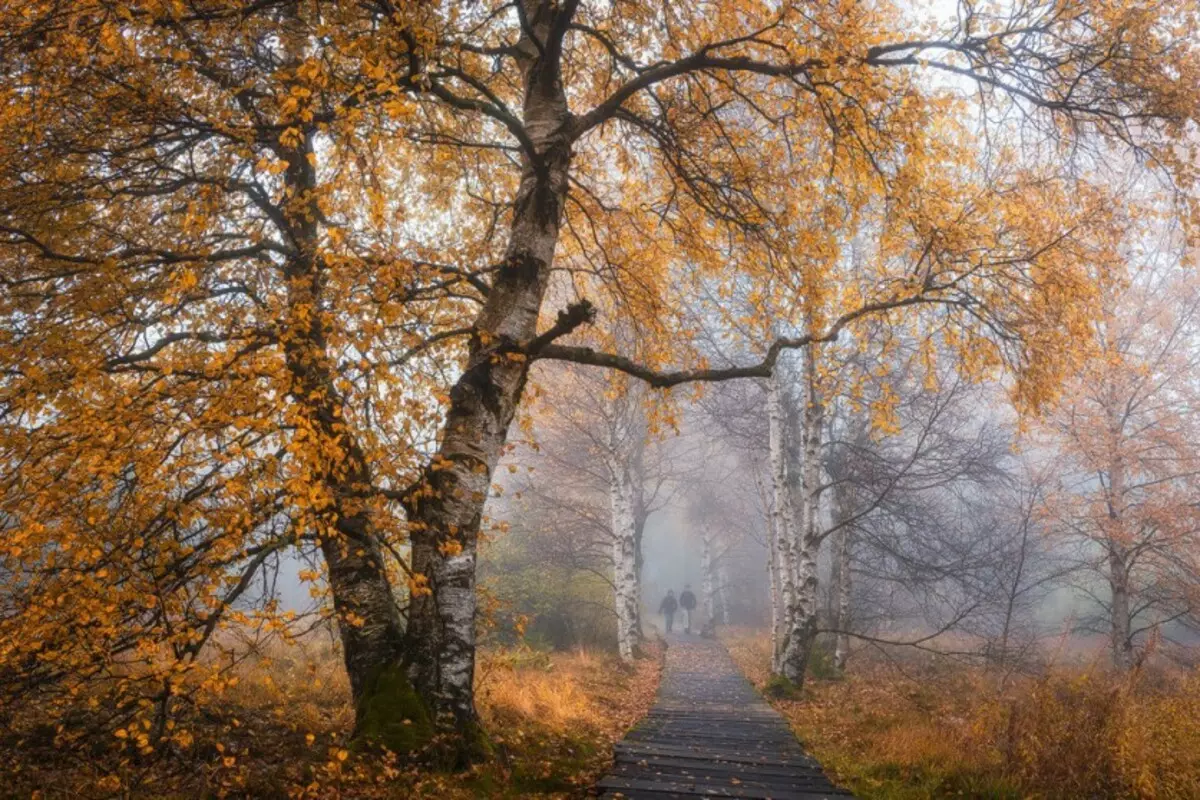 Mysterious and fascinating forest in the photos HEIKO GERLICHER) 9869_29