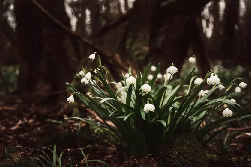 Mysterious and fascinating forest in the photos HEIKO GERLICHER) 9869_3