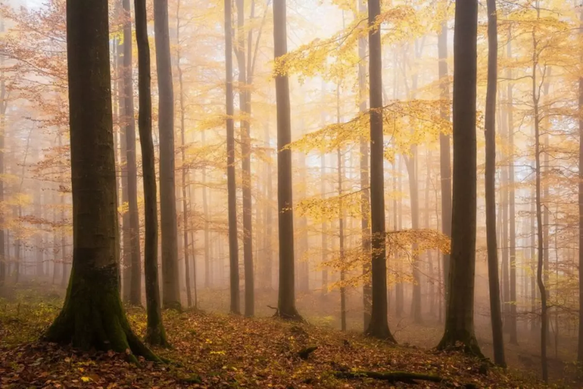 Mysterious and fascinating forest in the photos HEIKO GERLICHER) 9869_30