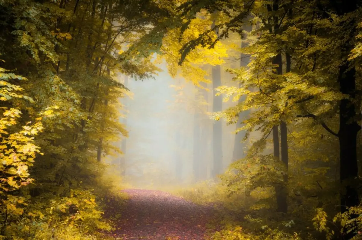 Mysterious and fascinating forest in the photos HEIKO GERLICHER) 9869_34