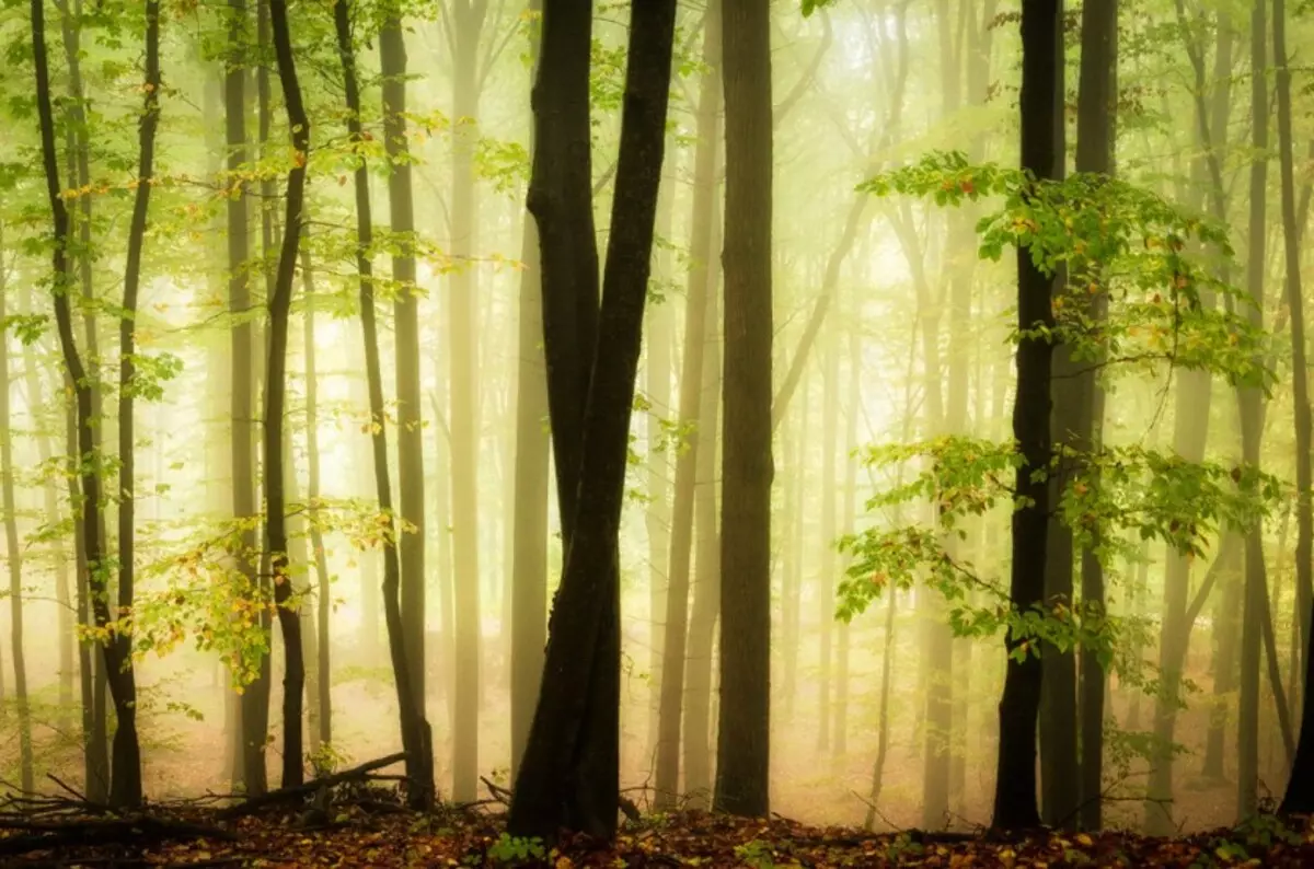 Mysterious and fascinating forest in the photos HEIKO GERLICHER) 9869_35