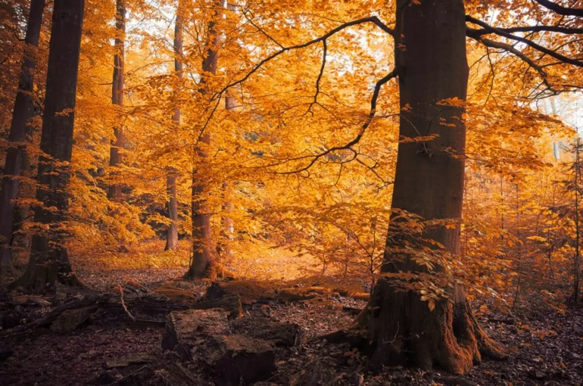 Mysterious and fascinating forest in the photos HEIKO GERLICHER) 9869_5