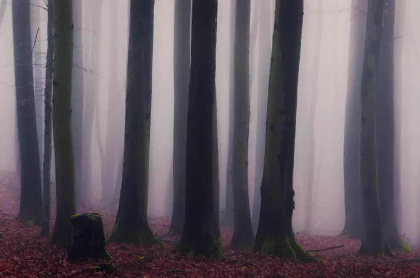 Mysterious and fascinating forest in the photos HEIKO GERLICHER) 9869_6