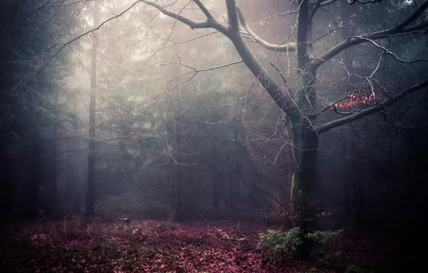 Mysterious and fascinating forest in the photos HEIKO GERLICHER) 9869_7