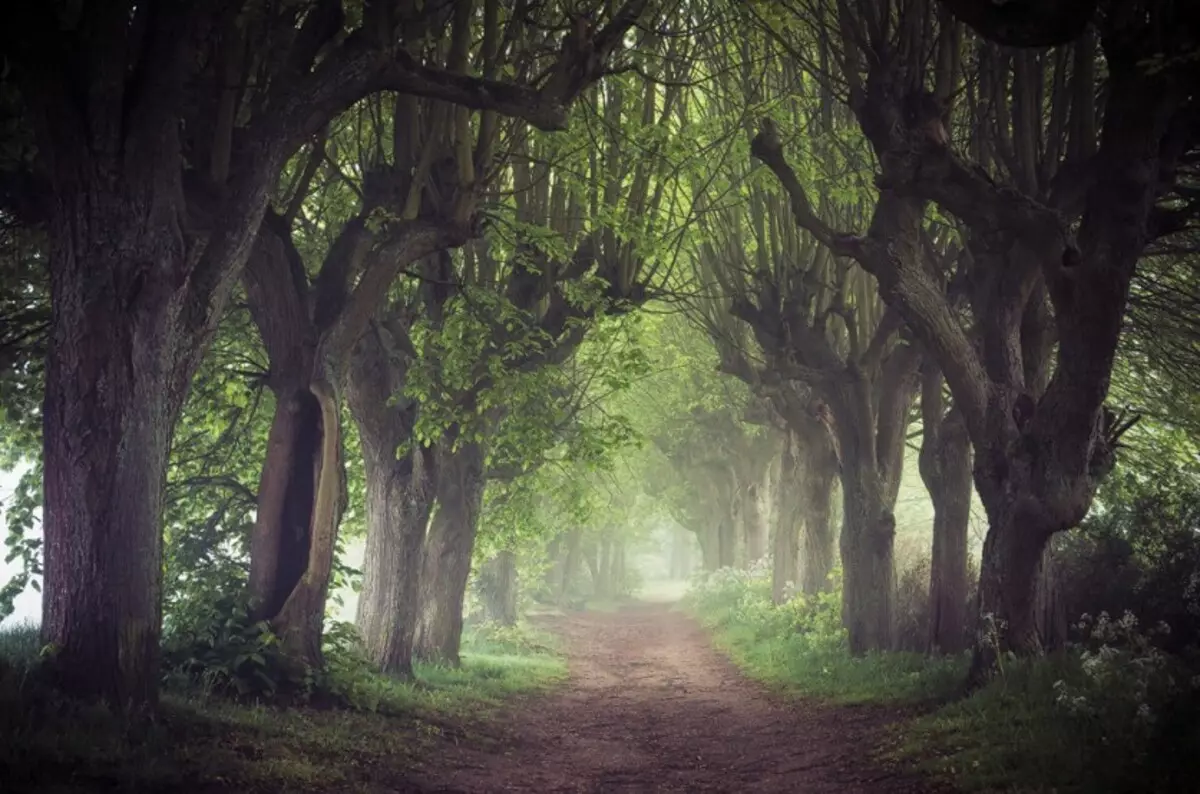 Mysterious and fascinating forest in the photos HEIKO GERLICHER) 9869_8