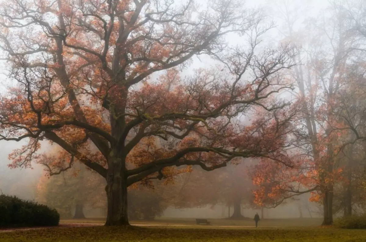 Mysterious and fascinating forest in the photos HEIKO GERLICHER) 9869_9