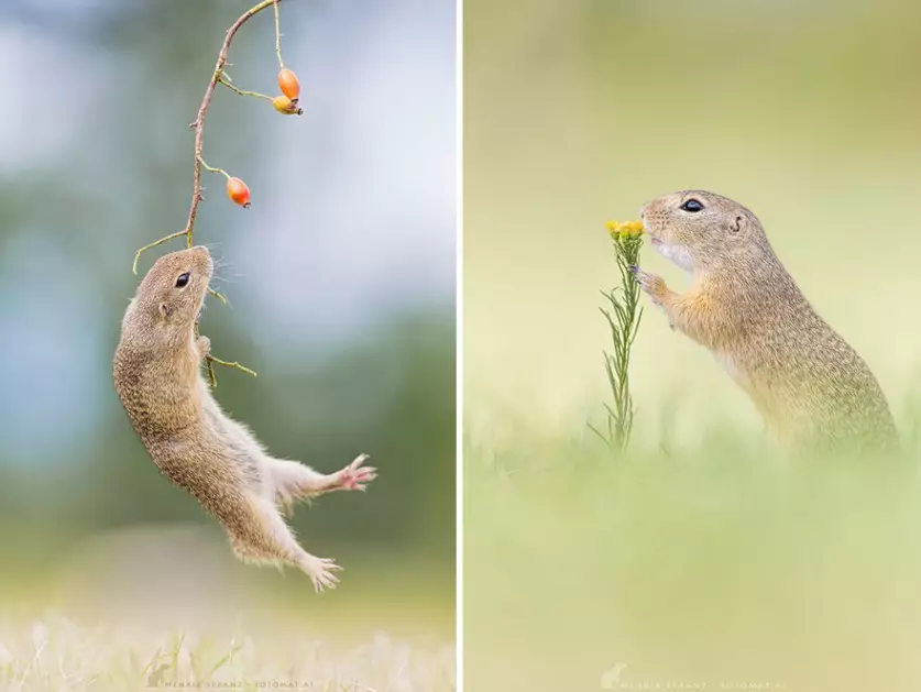 Susliki - makhluk sing paling nyaman ing bumi! Photographer Henrik Spranz (Henrik Spranz) 9911_14