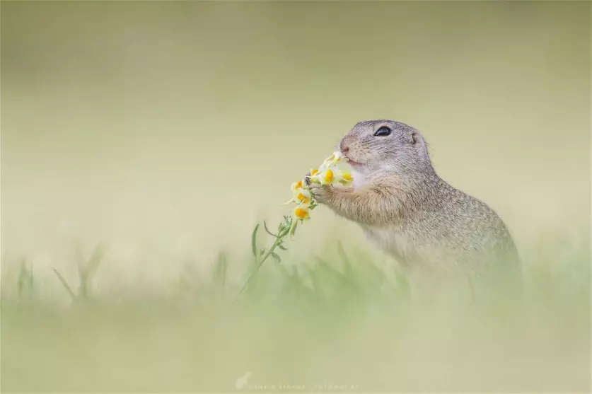 Susliki - makhluk sing paling nyaman ing bumi! Photographer Henrik Spranz (Henrik Spranz) 9911_15