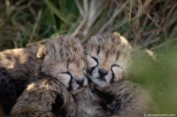 HD Afrika Gepard Cheetah Cheetah Fotograf Sen Baby