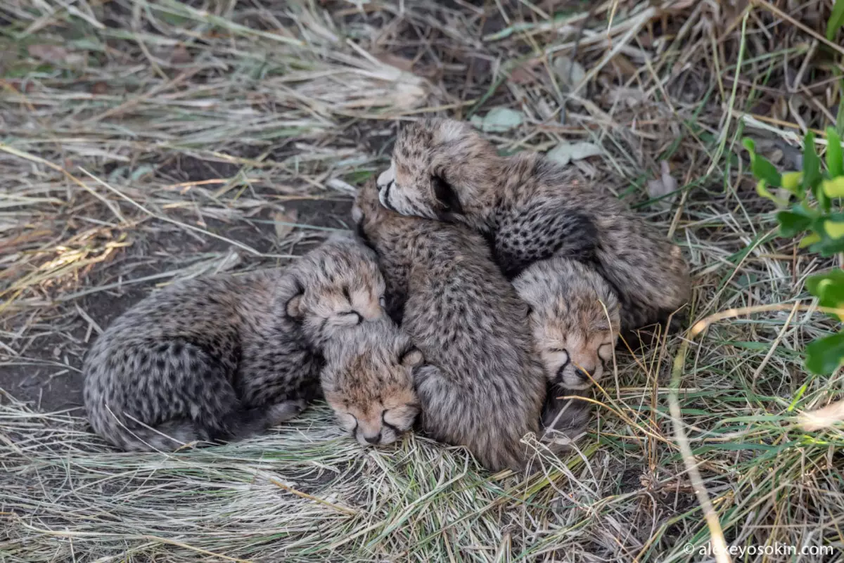 HD Afrika cheetah cheetah fotografie fotograaf sen baby