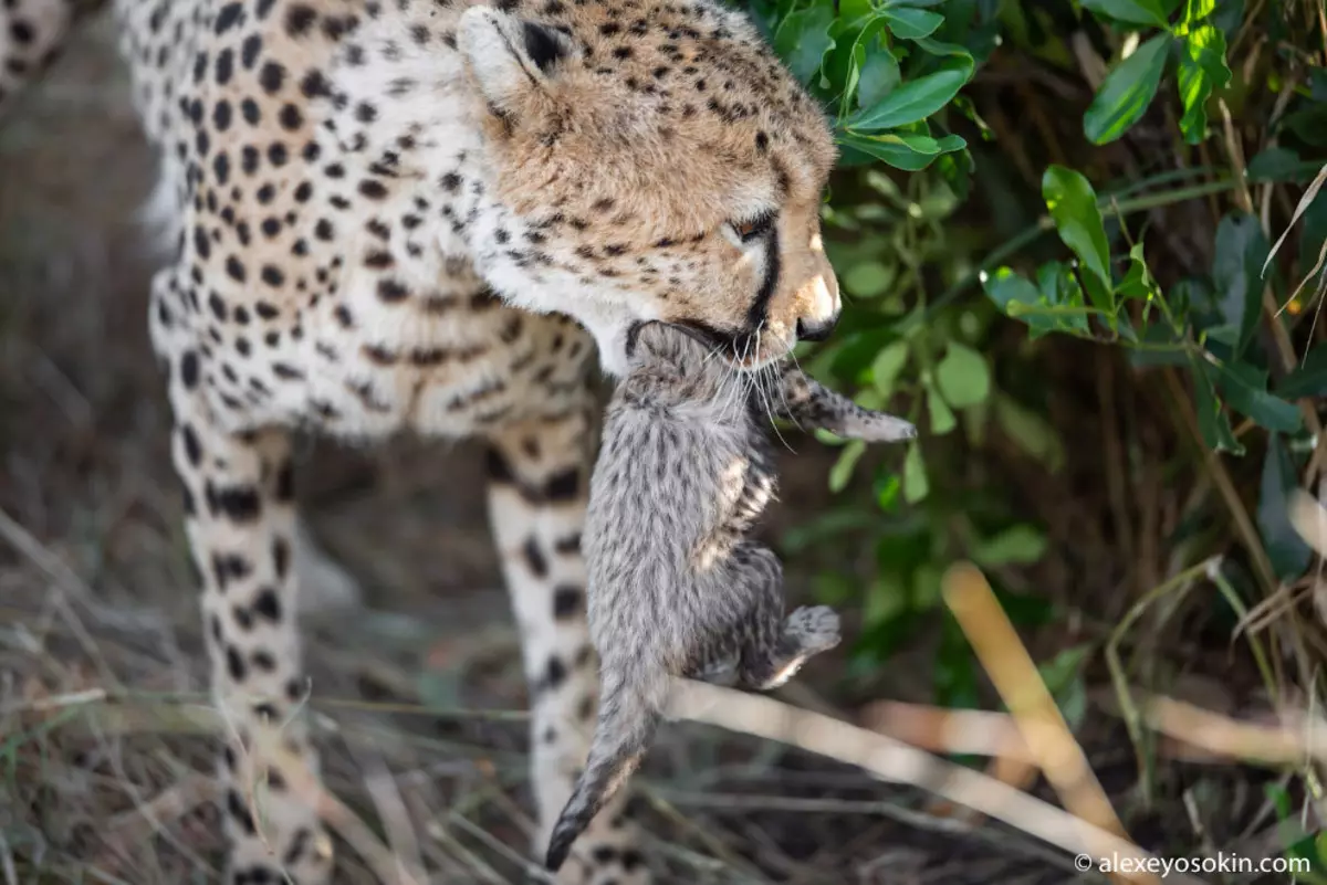 HD Afrika cheetah cheetah fotografie fotograaf sen baby