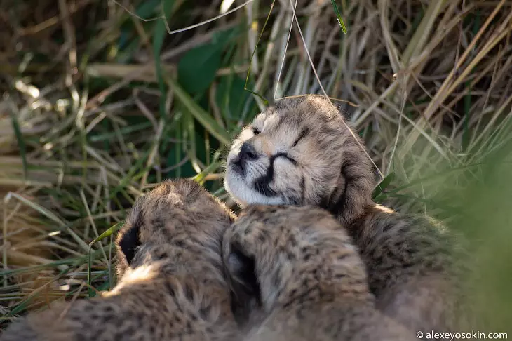 HD Afrika cheetah cheetah fotografie fotograaf sen baby