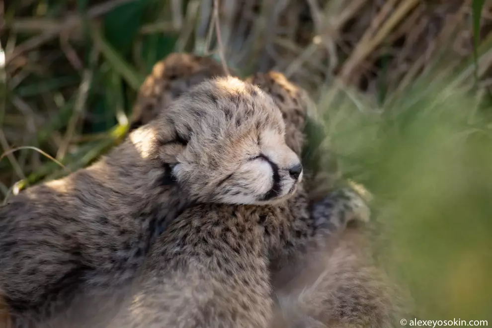 HD Afrika Gepard Cheetah Cheetah Fotograf Sen Baby