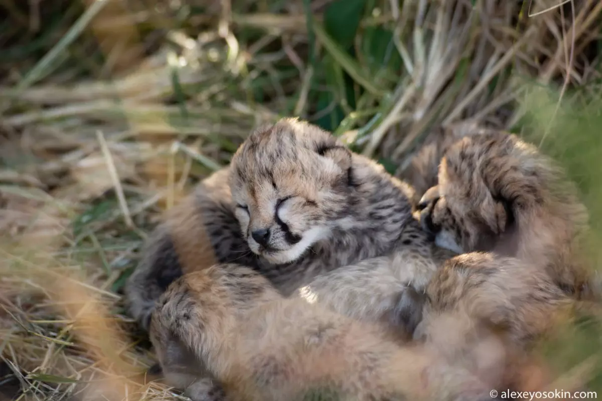 HD Afrika cheetah cheetah fotografie fotograaf sen baby