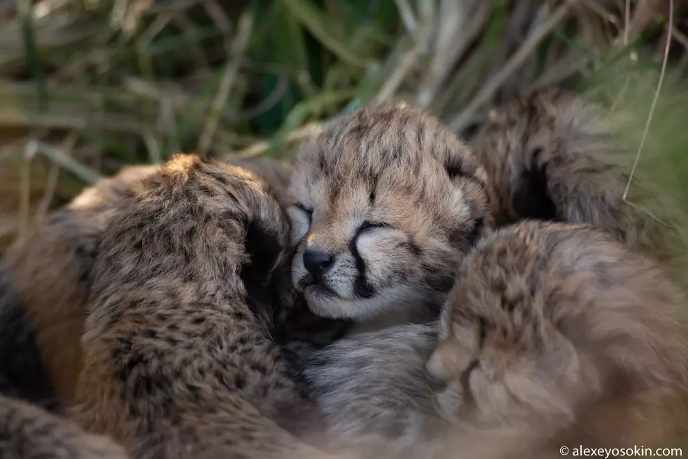 HD Afrika Gepard Cheetah Cheetah Fotograf Sen Baby