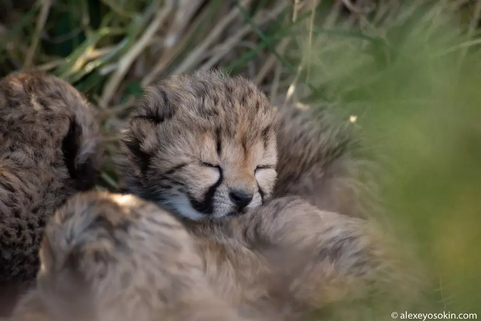 HD Afrika cheetah cheetah fotografie fotograaf sen baby