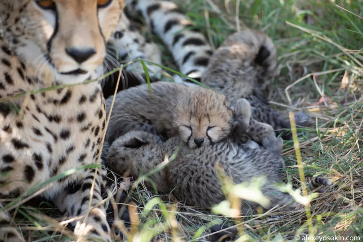 HD Afrika cheetah cheetah fotografie fotograaf sen baby