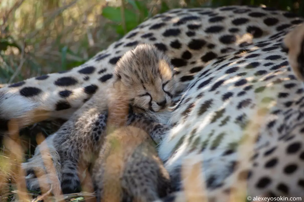 HD Afrika cheetah cheetah fotografie fotograaf sen baby